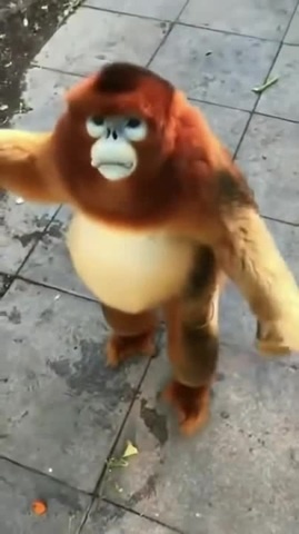 Golden Snub-Nosed Monkey Eating Berries - Coub - The Biggest Video Meme Platform