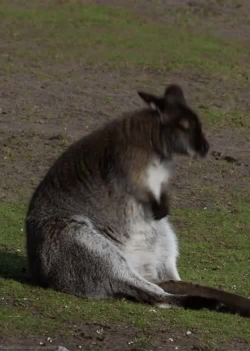 Wallaby Imitates The Humming Wolfs Of Wall Street - The Money Chant ...
