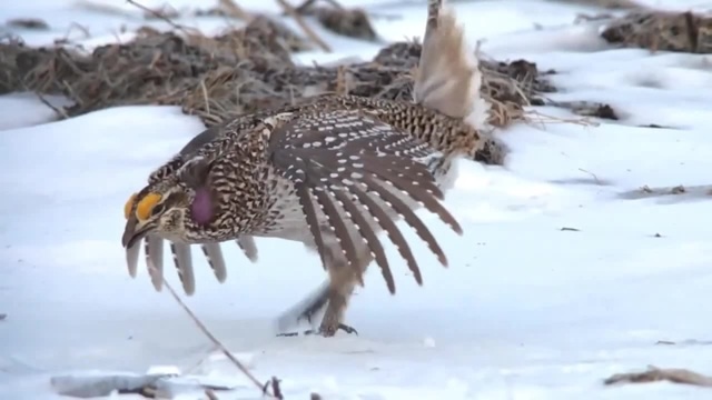 Sharp Tailed Grouse Dance - Coub - The Biggest Video Meme Platform