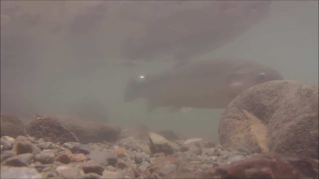 Rainbow trout and other fish GoPro - Coub - The Biggest Video Meme Platform