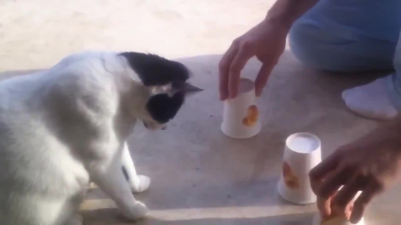 Gambling Cat - Coub - The Biggest Video Meme Platform