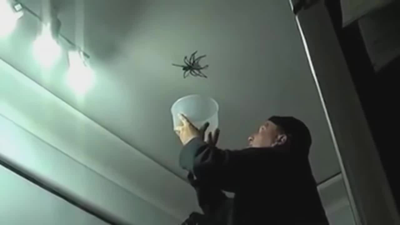 Spider Fail... - Coub - The Biggest Video Meme Platform
