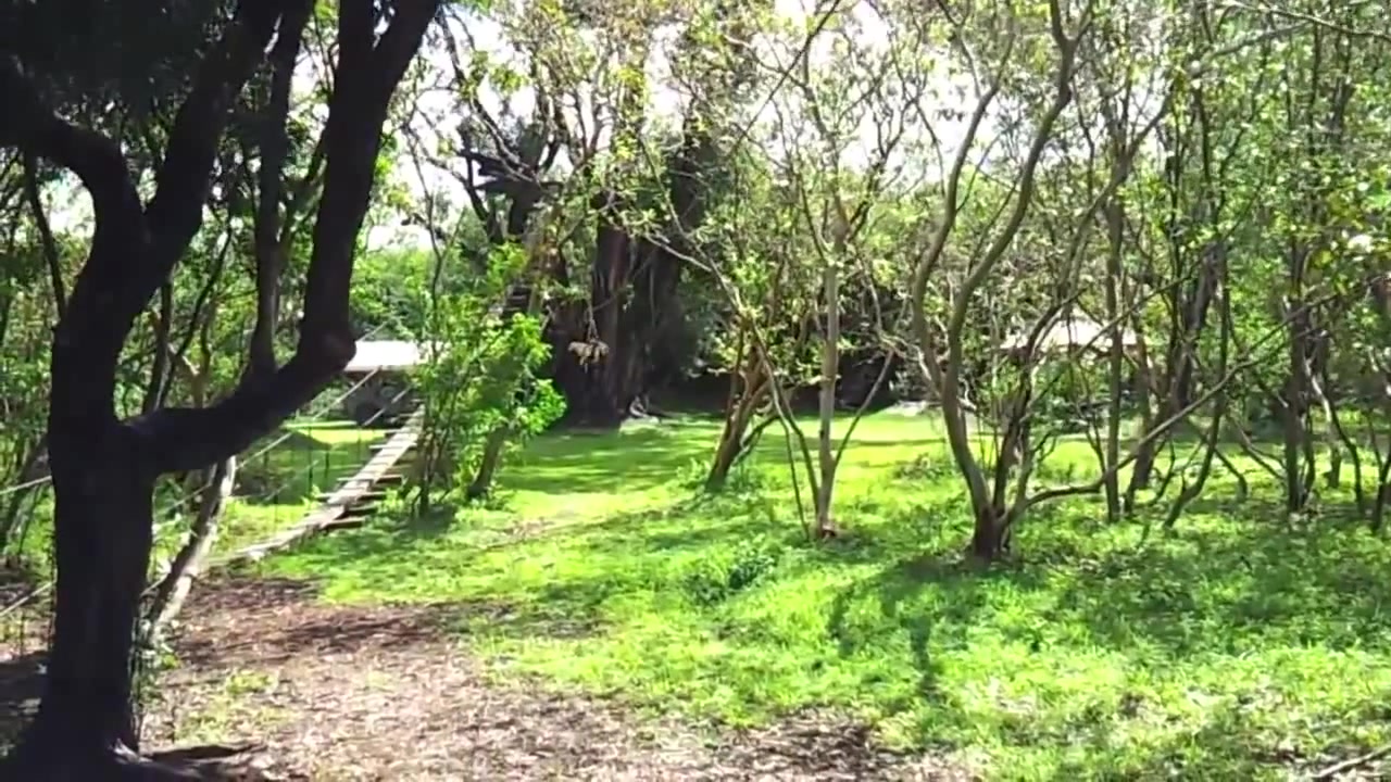 Ziplino doggo - Coub - The Biggest Video Meme Platform