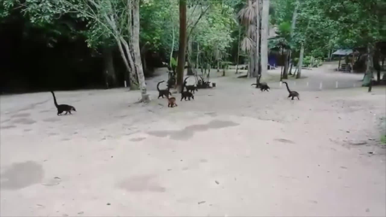 Coatis in Reverse with Jurassic Park Theme - Coub - The Biggest Video ...