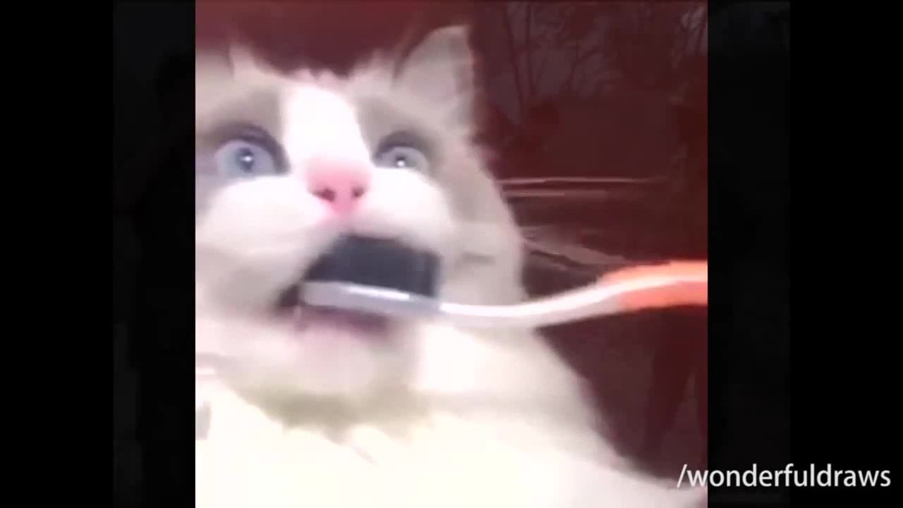 cat vietnam flashback vs sound of silence - Coub - The Biggest Video ...