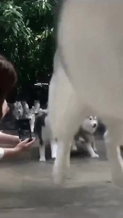 Move, bitch - Coub - The Biggest Video Meme Platform