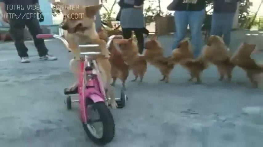 Doggo does dance - Coub - The Biggest Video Meme Platform