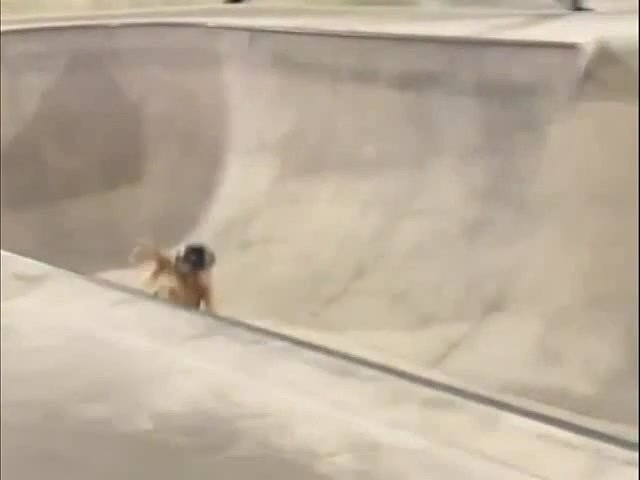 she's cool - Coub - The Biggest Video Meme Platform