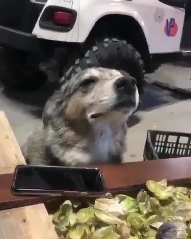 Another dog chilling - Coub - The Biggest Video Meme Platform