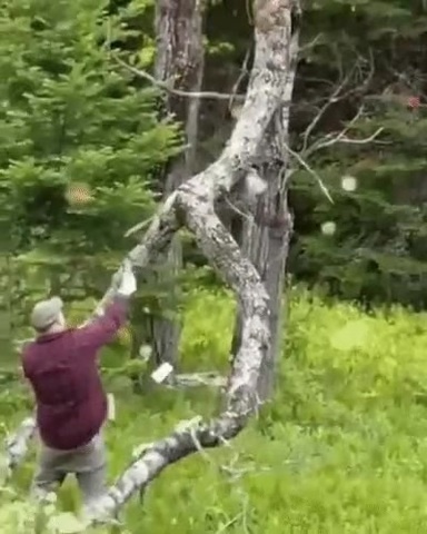 Twerking Tree - Coub - The Biggest Video Meme Platform