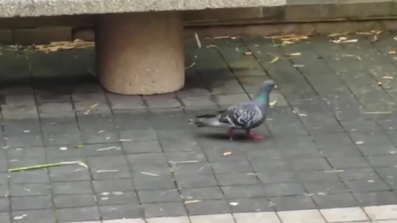 typical german pigeon - Coub - The Biggest Video Meme Platform