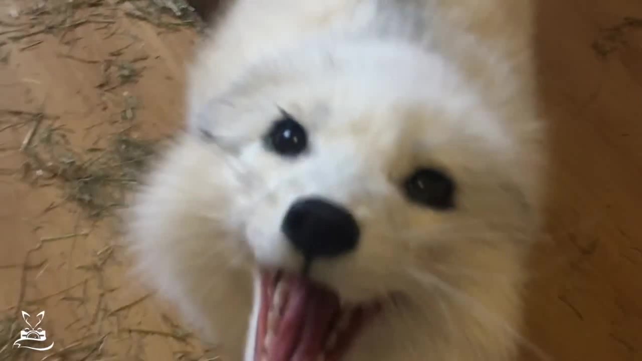 Cute fox - Coub - The Biggest Video Meme Platform