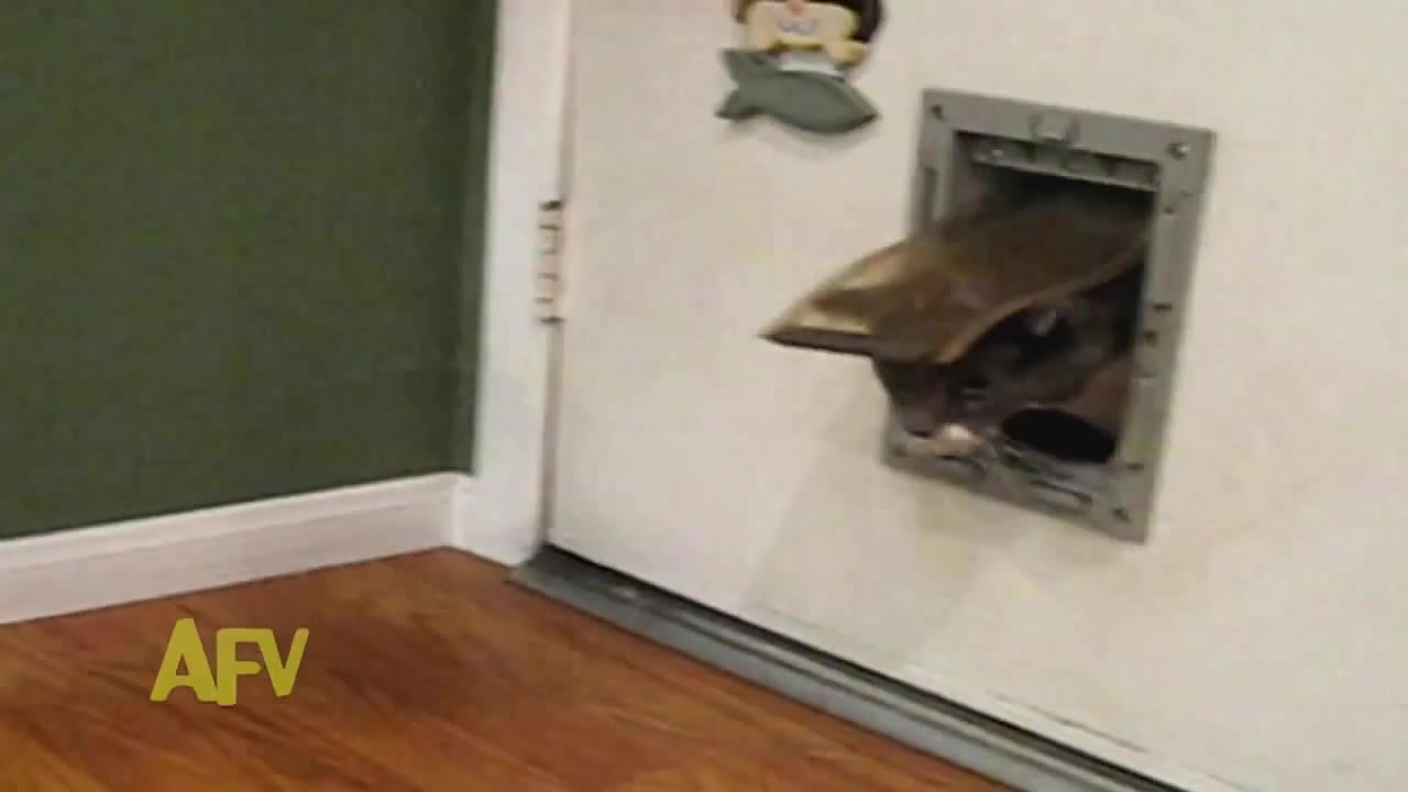 Fat Cat Has Trouble Getting Through Cat Door - AFV - Coub - The Biggest ...