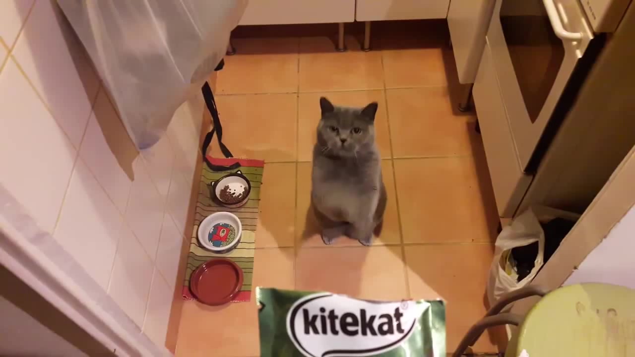 Feed me - Coub - The Biggest Video Meme Platform