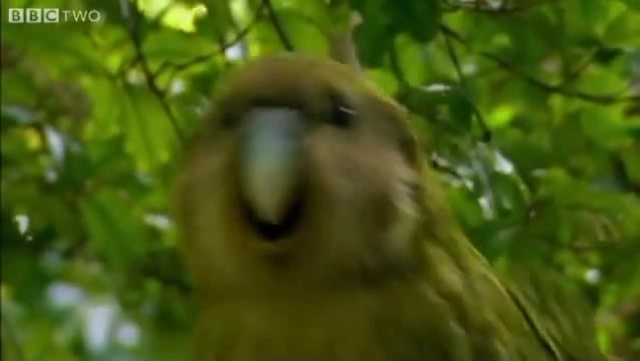 Kakapo feat Clean Bandit: Solo - Coub - The Biggest Video Meme Platform