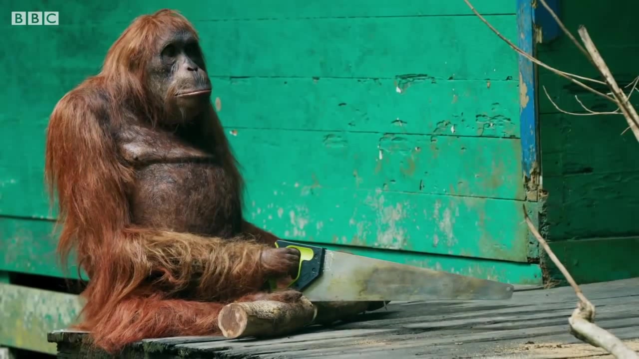 Orangutan Saws Branches for Fun | Spy In The Wild | BBC Earth - Coub ...