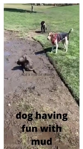 🐱‍🐉🐱‍👓🐱‍👤👍 dog having fun with mud 😂😂😁🤣😍 - Coub - The Biggest Video ...