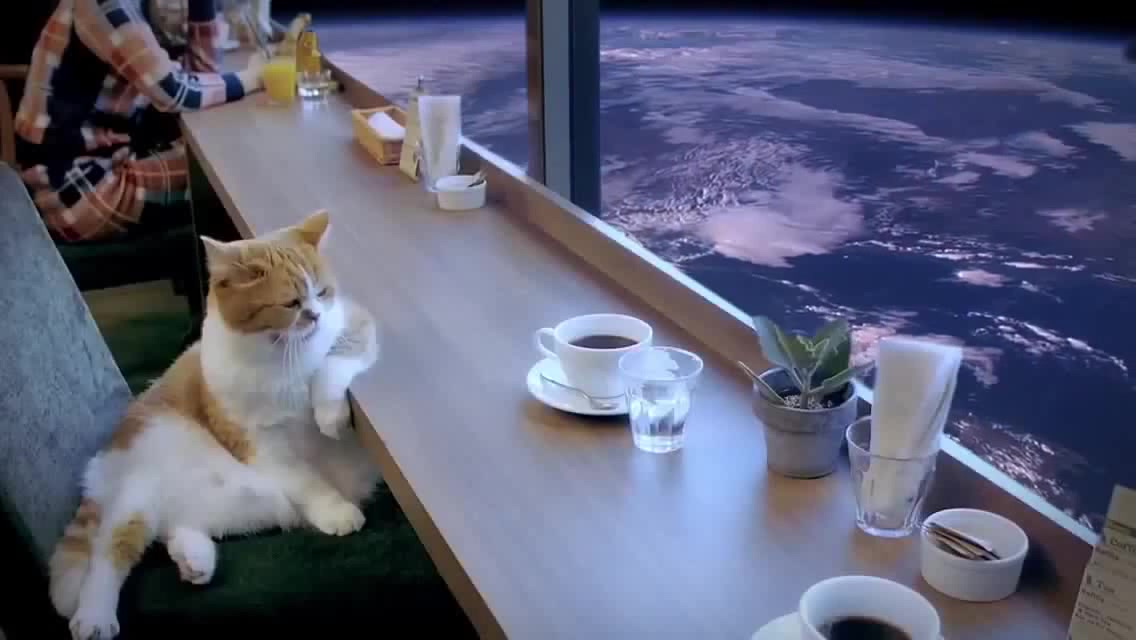 Cat in space - Coub - The Biggest Video Meme Platform