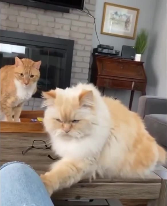 CAT NEED FOOD!!!) - Coub - The Biggest Video Meme Platform