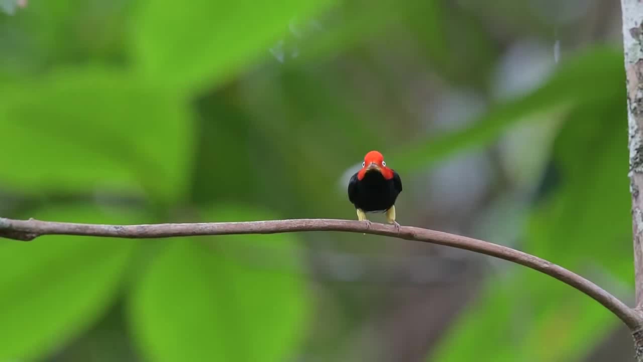 Red-capped manakin dance - Coub - The Biggest Video Meme Platform