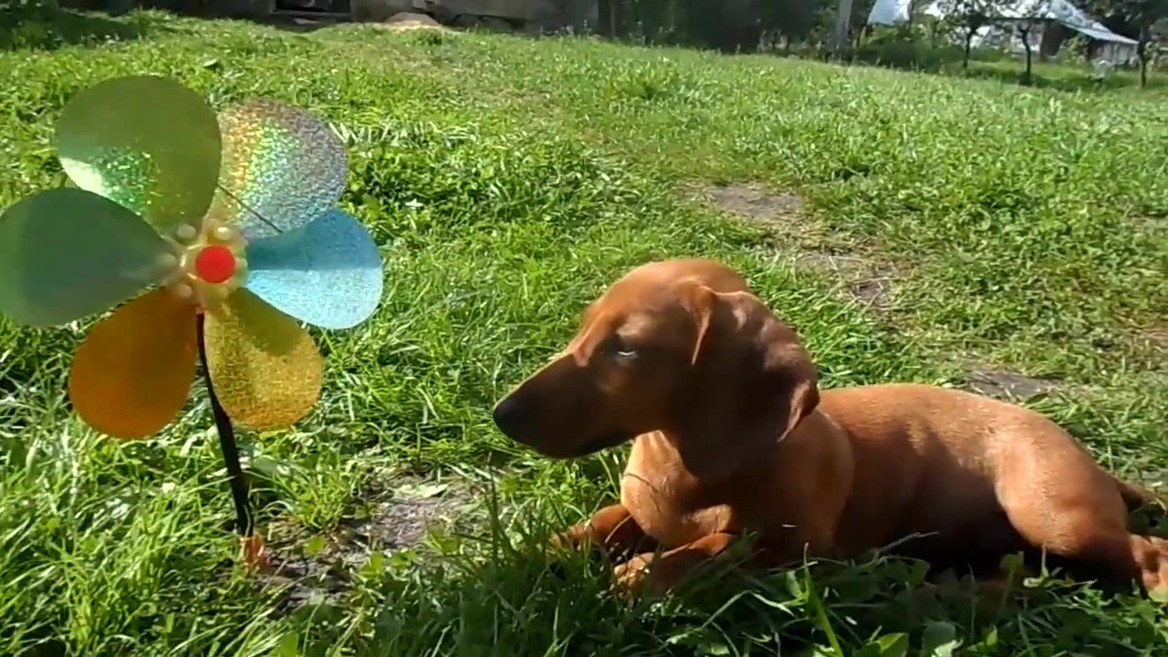 Собака и вертушка - Dog and pinwheel -狗和風車 - Coub - The Biggest Video ...