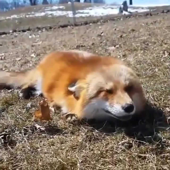 Fox - Coub - The Biggest Video Meme Platform