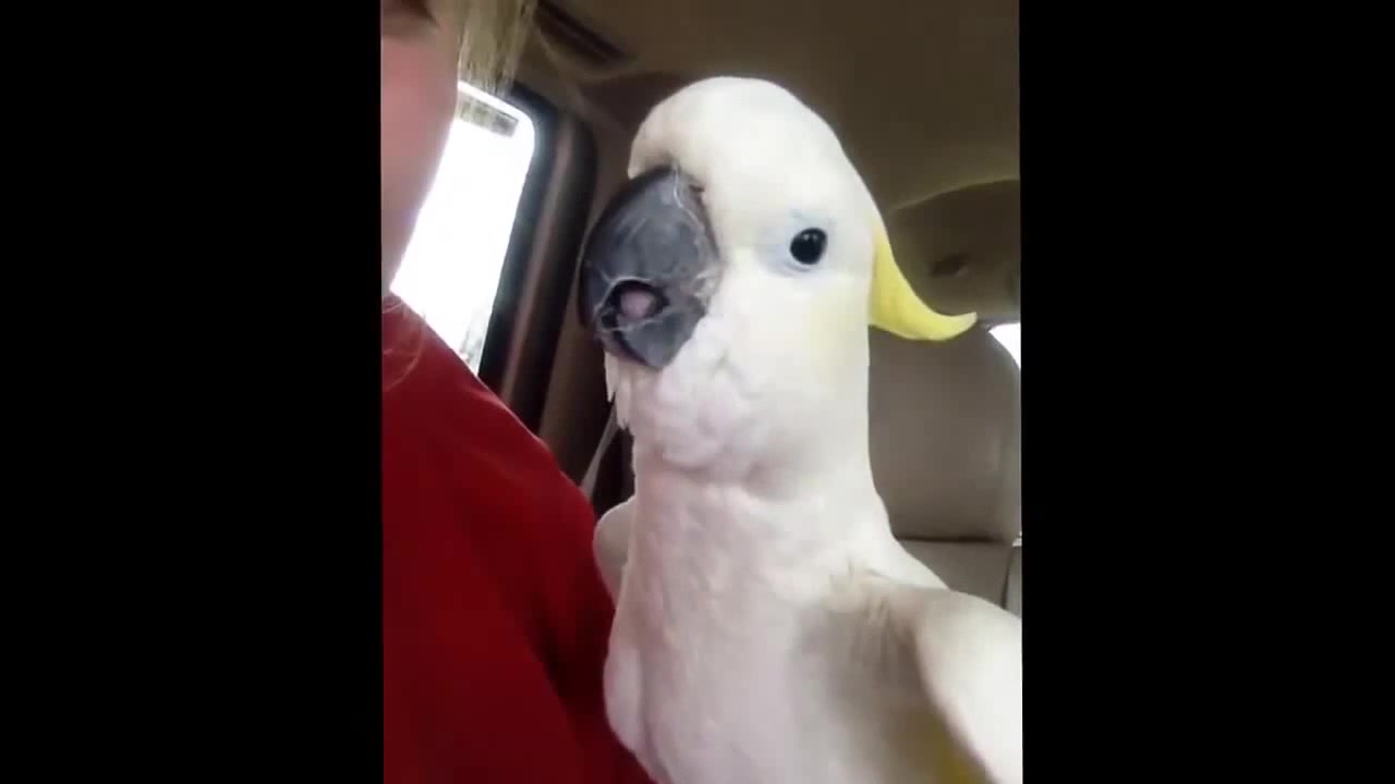 allahu akbar, parrot - Coub - The Biggest Video Meme Platform