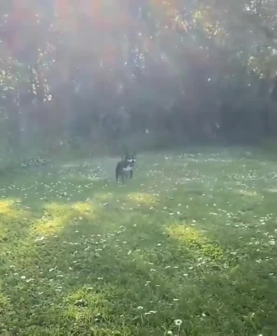 Happy Doggo Monday - Coub - The Biggest Video Meme Platform