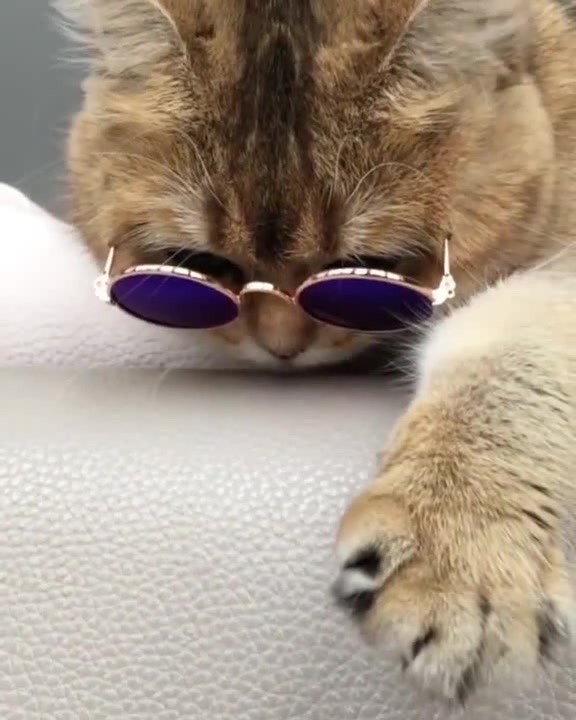 Cool cat - Coub - The Biggest Video Meme Platform