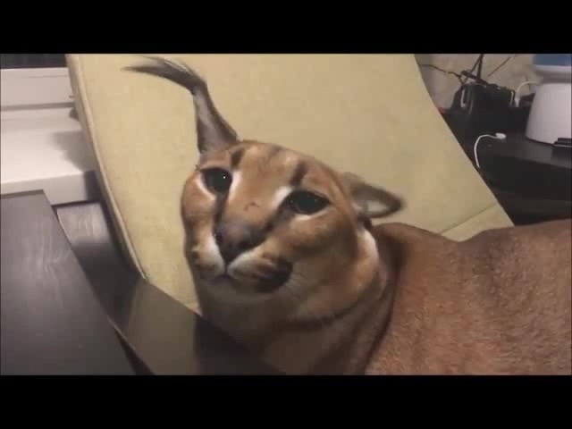 gangster floppa - Coub - The Biggest Video Meme Platform