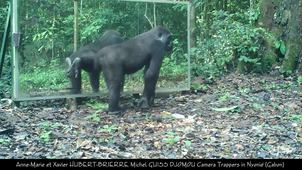 Gabonese Gorilla family all have cool reactions to their mirror reflection except for the ...