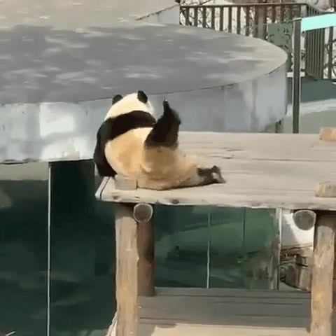 Sexy panda - Coub - The Biggest Video Meme Platform