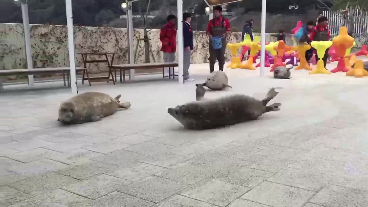 Seal jumping - Coub - The Biggest Video Meme Platform