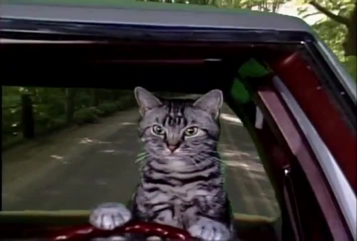 Toonces the Driving Cat: Driver's Test - SNL - Coub - The Biggest Video ...