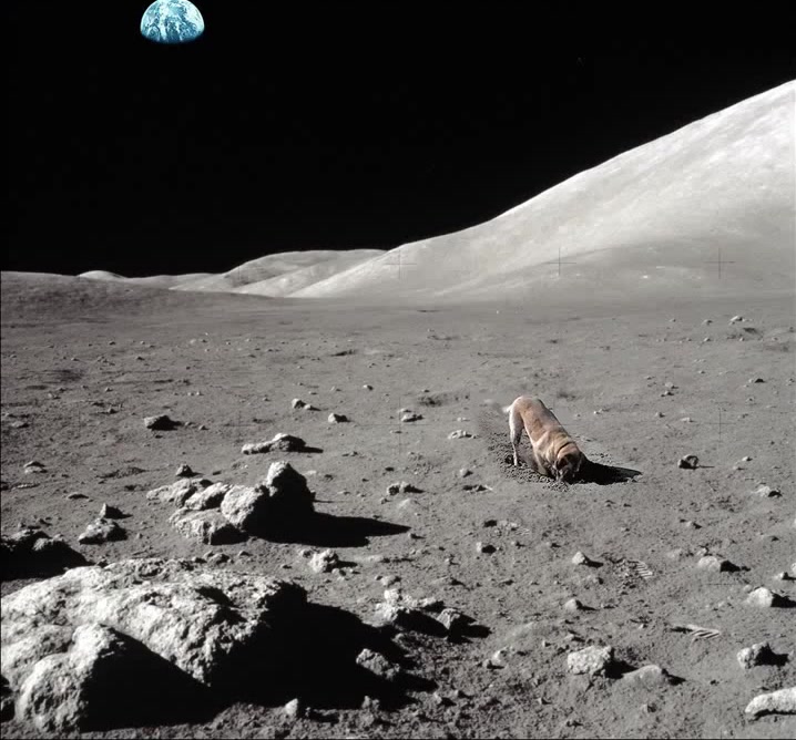 First dog on the Moon - Coub - The Biggest Video Meme Platform