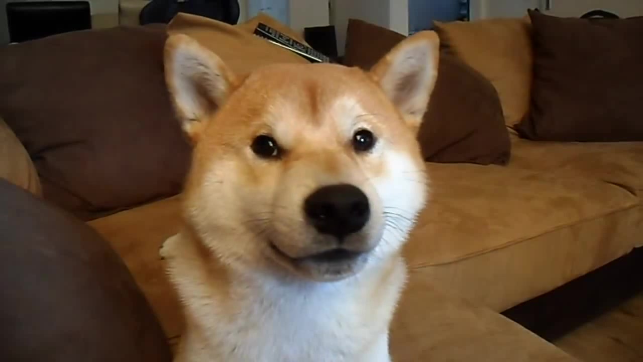 Angry Shiba Inu - Coub - The Biggest Video Meme Platform