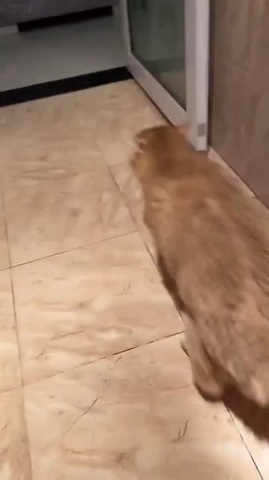 cat drift - Coub - The Biggest Video Meme Platform