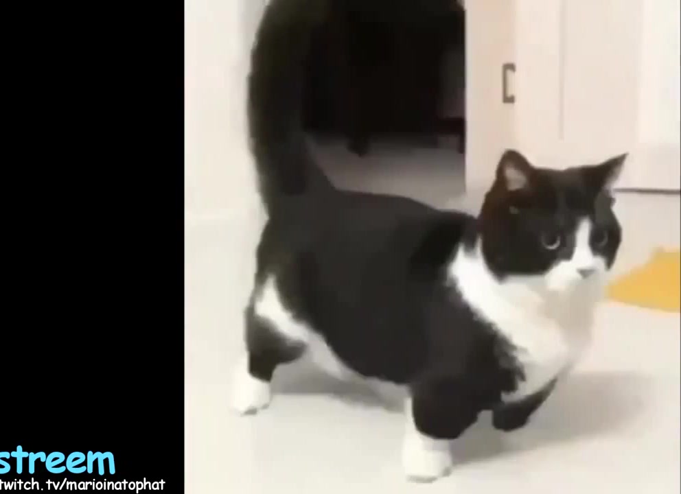 Bouncy cat - Coub - The Biggest Video Meme Platform