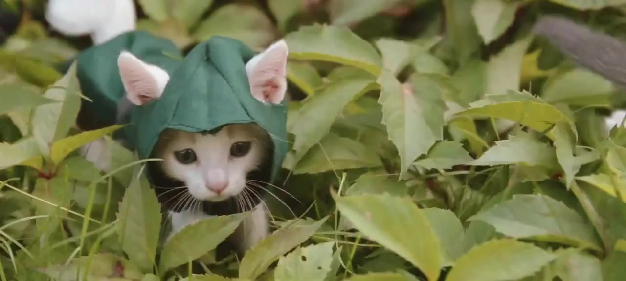 Cat's Assasin's Creed - Coub - The Biggest Video Meme Platform
