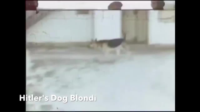 Hitler's Dog Schnappi - Coub - The Biggest Video Meme Platform