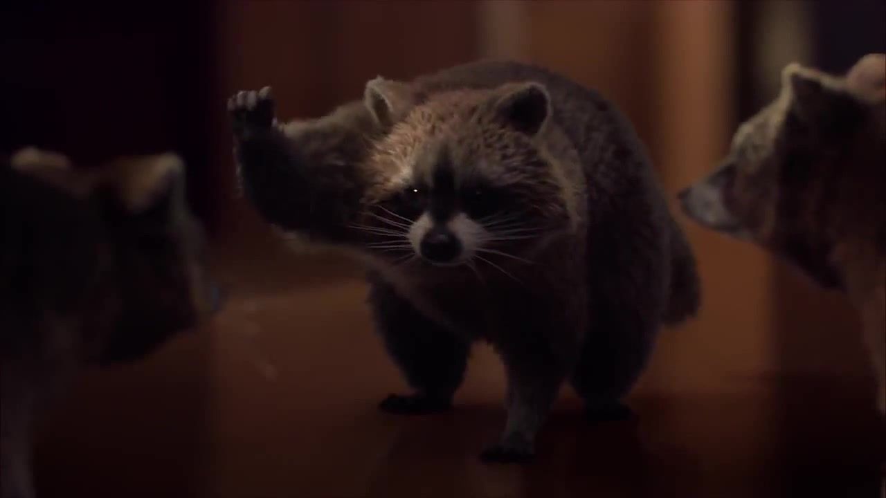 Raccoon Dance Party! - Coub - The Biggest Video Meme Platform