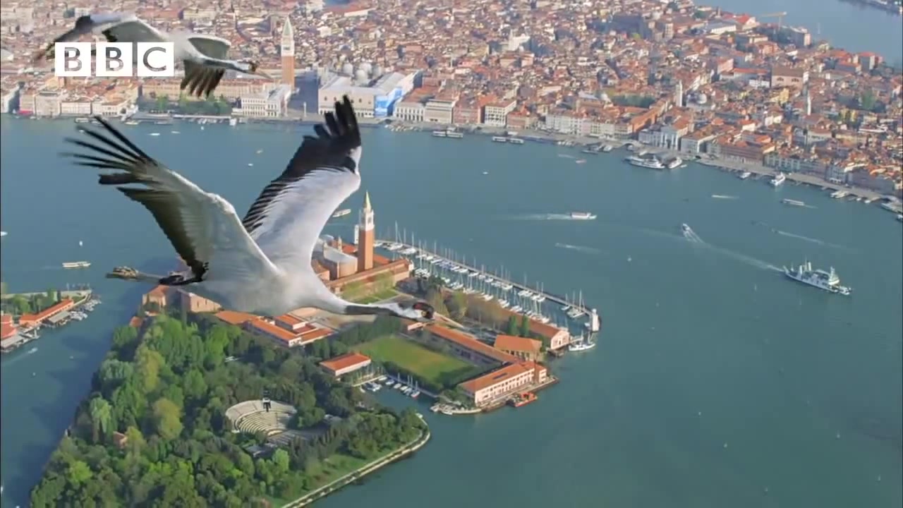 Birds (Earthflight, 2011-2012) - Coub - The Biggest Video Meme Platform