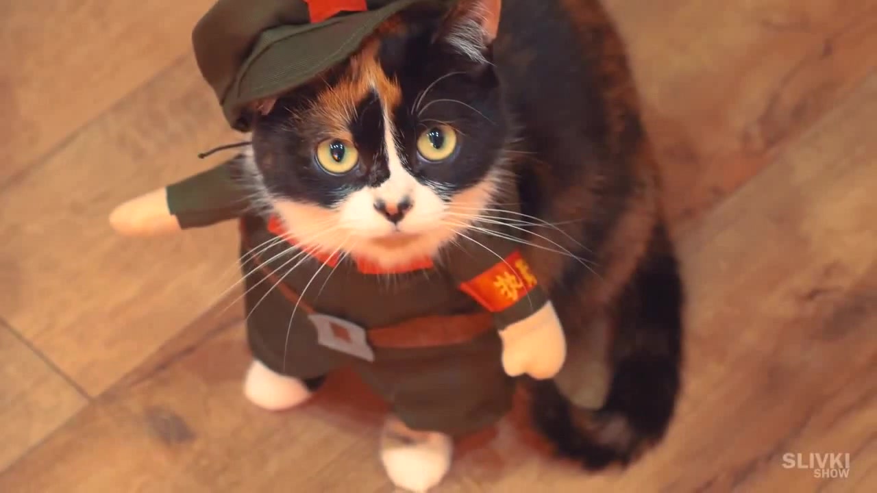Katyusha Cat - Coub - The Biggest Video Meme Platform