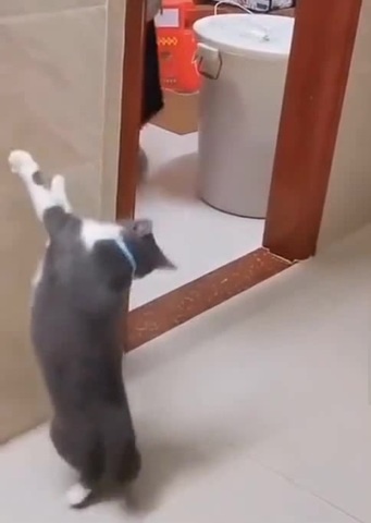 Eee Ooo Cat Jack - Coub - The Biggest Video Meme Platform