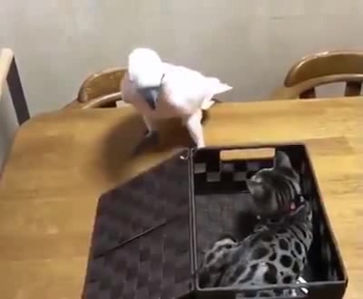 Agresszív macska, sértődős papagáj - Coub - The Biggest Video Meme Platform