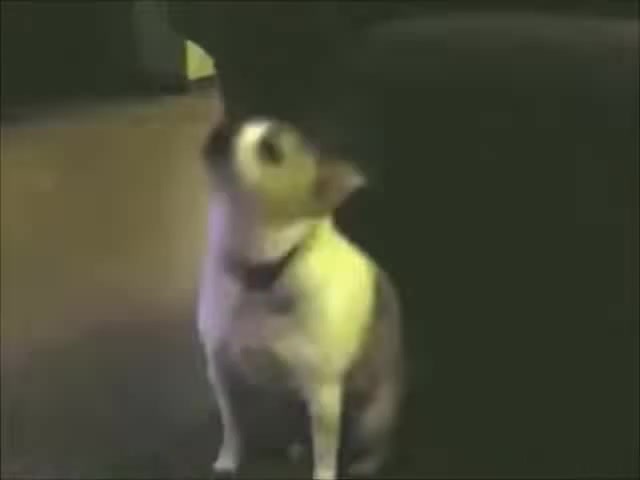 Doge dance - Coub - The Biggest Video Meme Platform