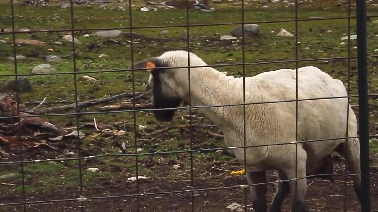 The Screaming Sheep (Original Upload) - Coub - The Biggest Video Meme ...