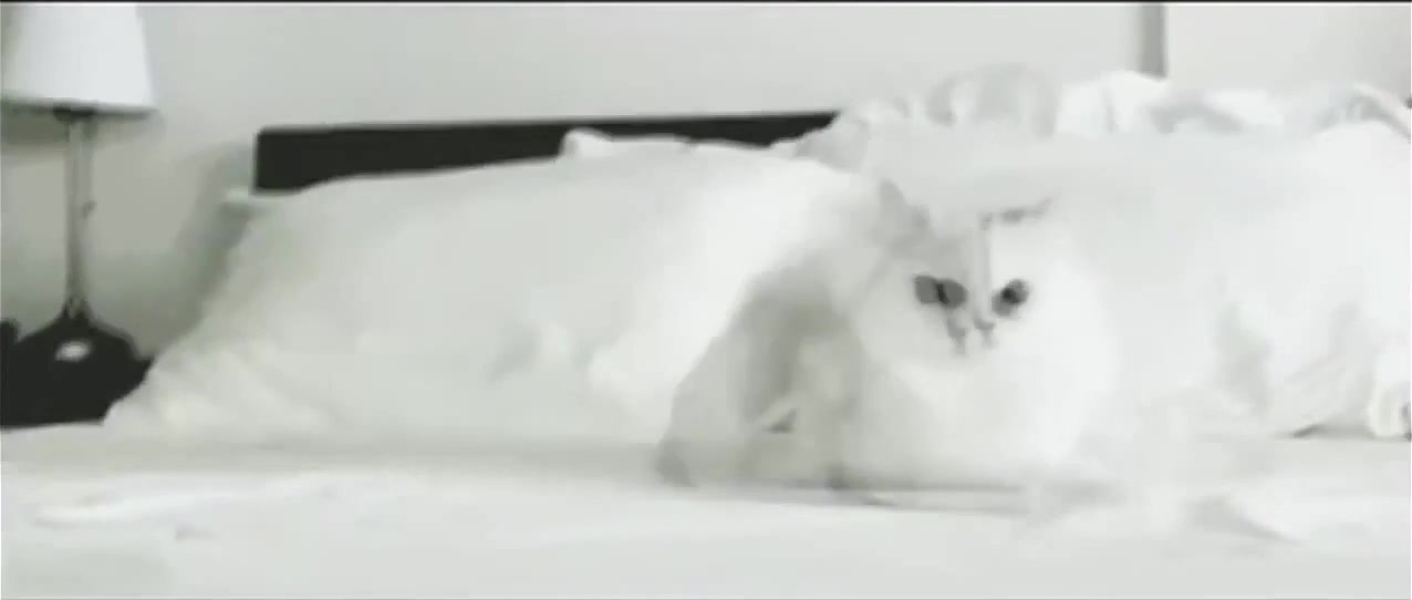 THE SCATMAN CAT - Coub - The Biggest Video Meme Platform