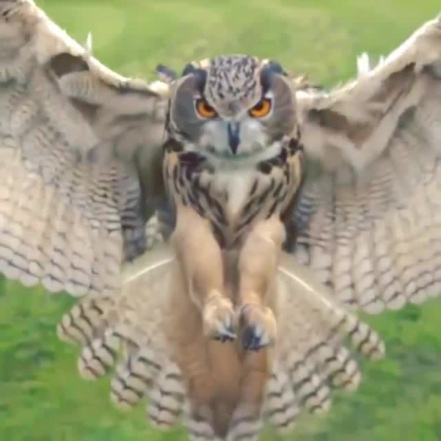 Bird - Rapace - Owl - Raptor - Coub - The Biggest Video Meme Platform