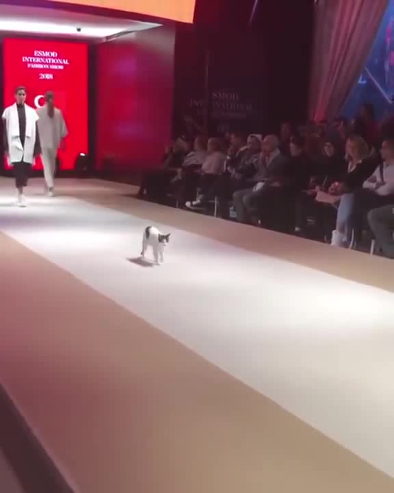 Cat walks on catwalk - Coub - The Biggest Video Meme Platform